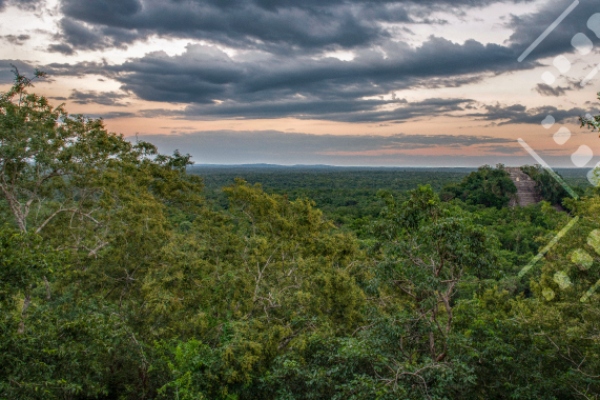Más de 64 mil flora y dos mil fauna han sido rescatados en el Tren Maya ...