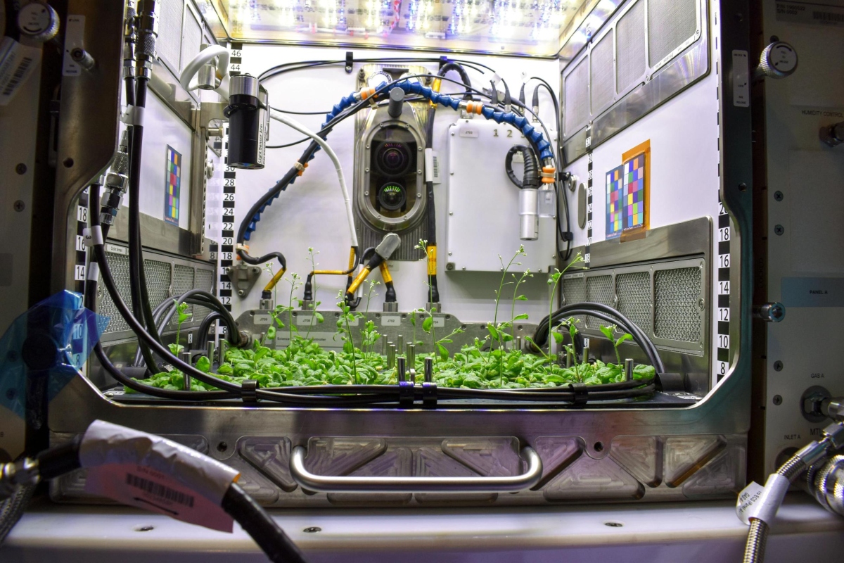 NASA estudia plantas y bacterias desde el espacio - Lado.mx