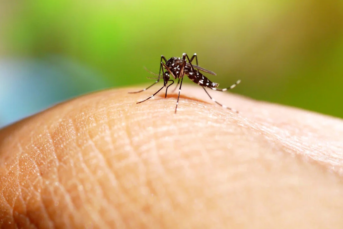 Avance histórico: Ixchiq, la vacuna contra chikungunya logra aprobación ...