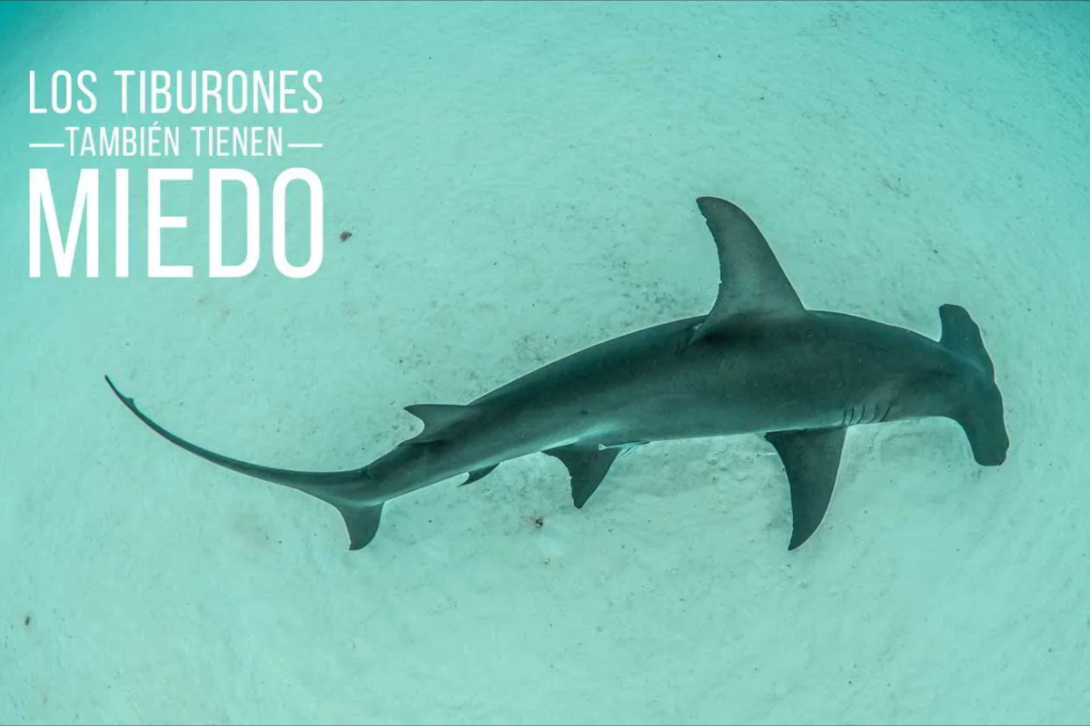 Buzo mexicano revela los oscuros secretos de los tiburones - Tiempo libre
