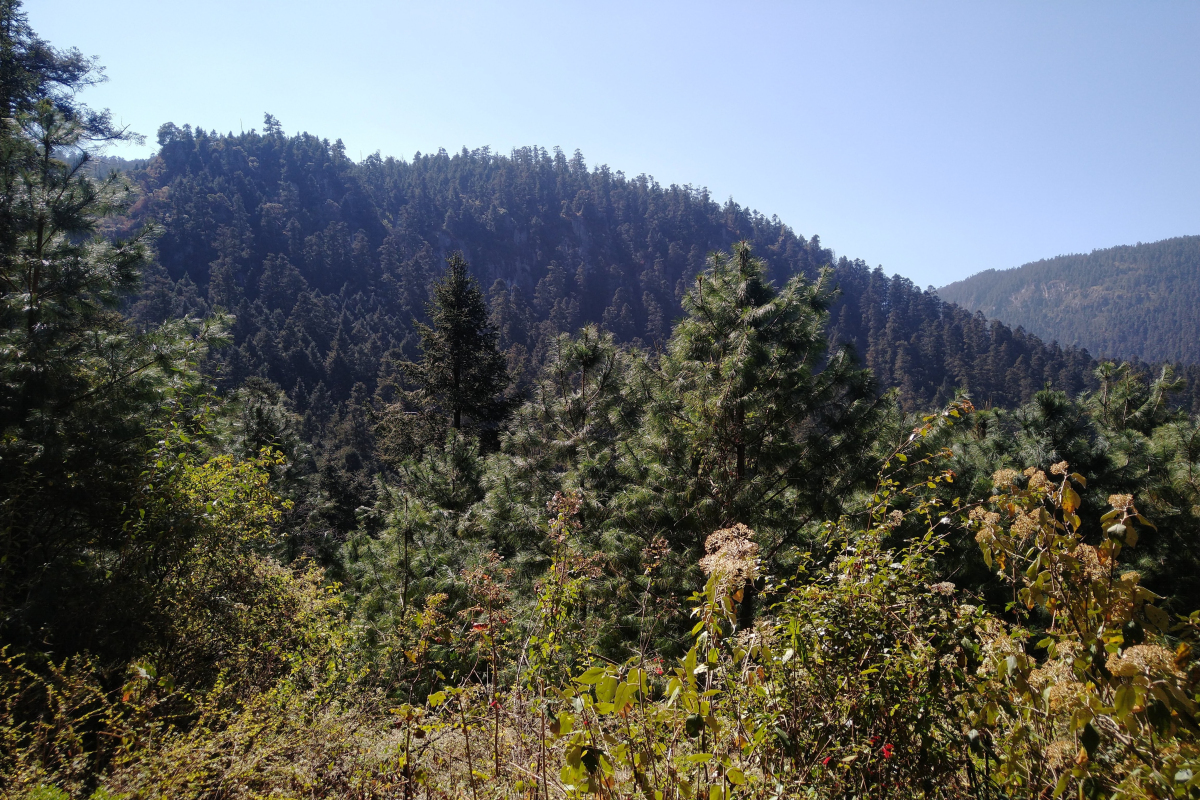 Cepanaf y Probosque firman convenio para la conservación de bosques en el Edomex - Estado de México