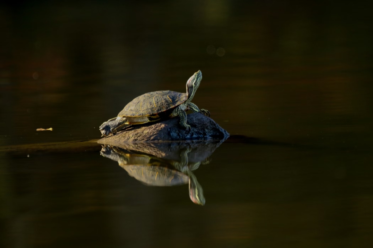 Regresan las tortugas nativas a Yosemite tras control de ranas toro ...
